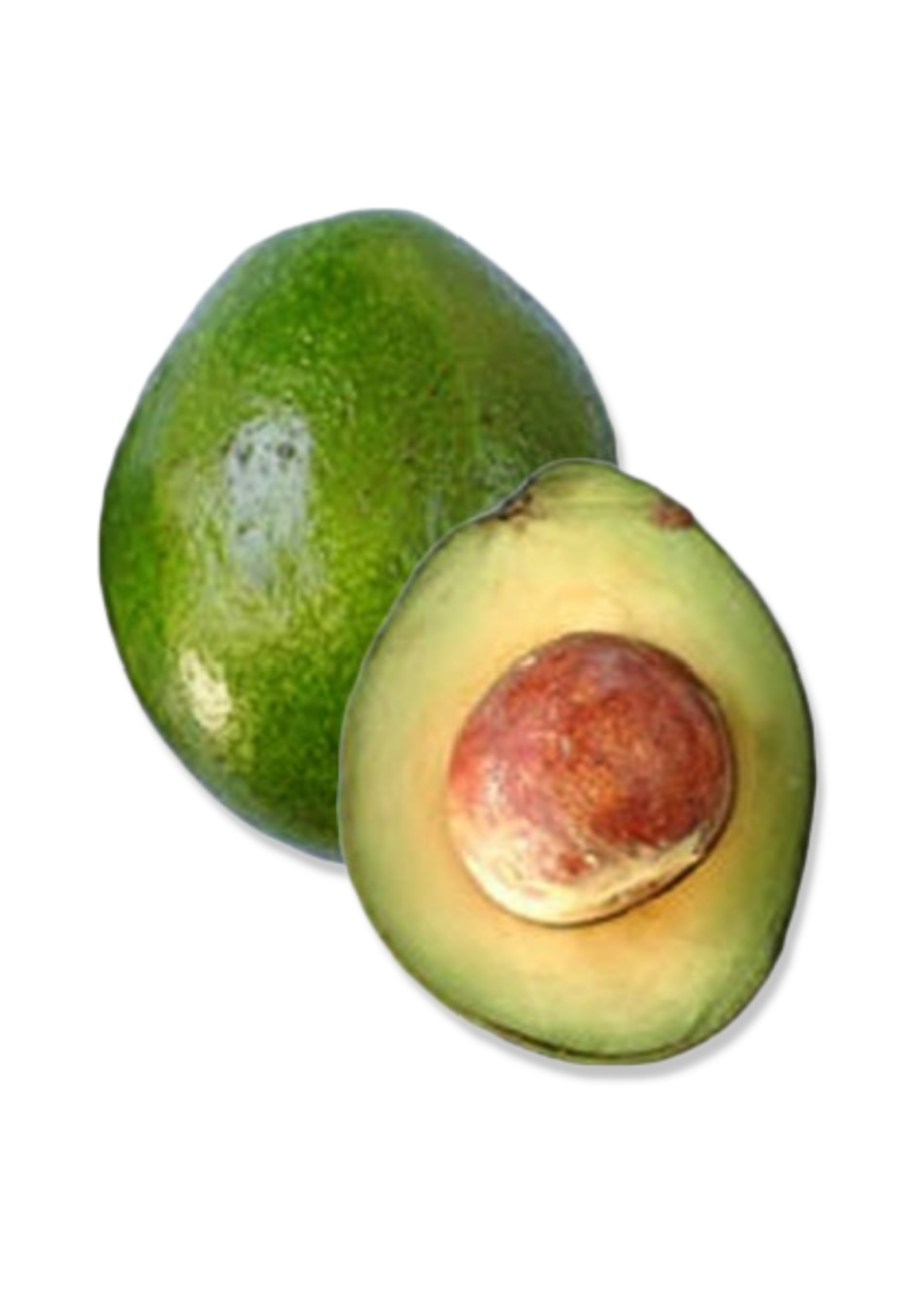 Avocado 'Monroe' (Persia americana) – Gourmet Harvest